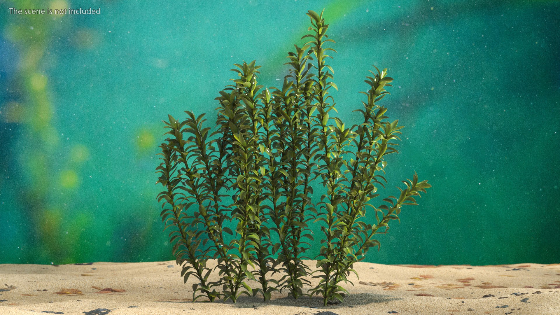 Plant For Fish Tank Oxygenation Elodea 3D - TurboSquid 2003946