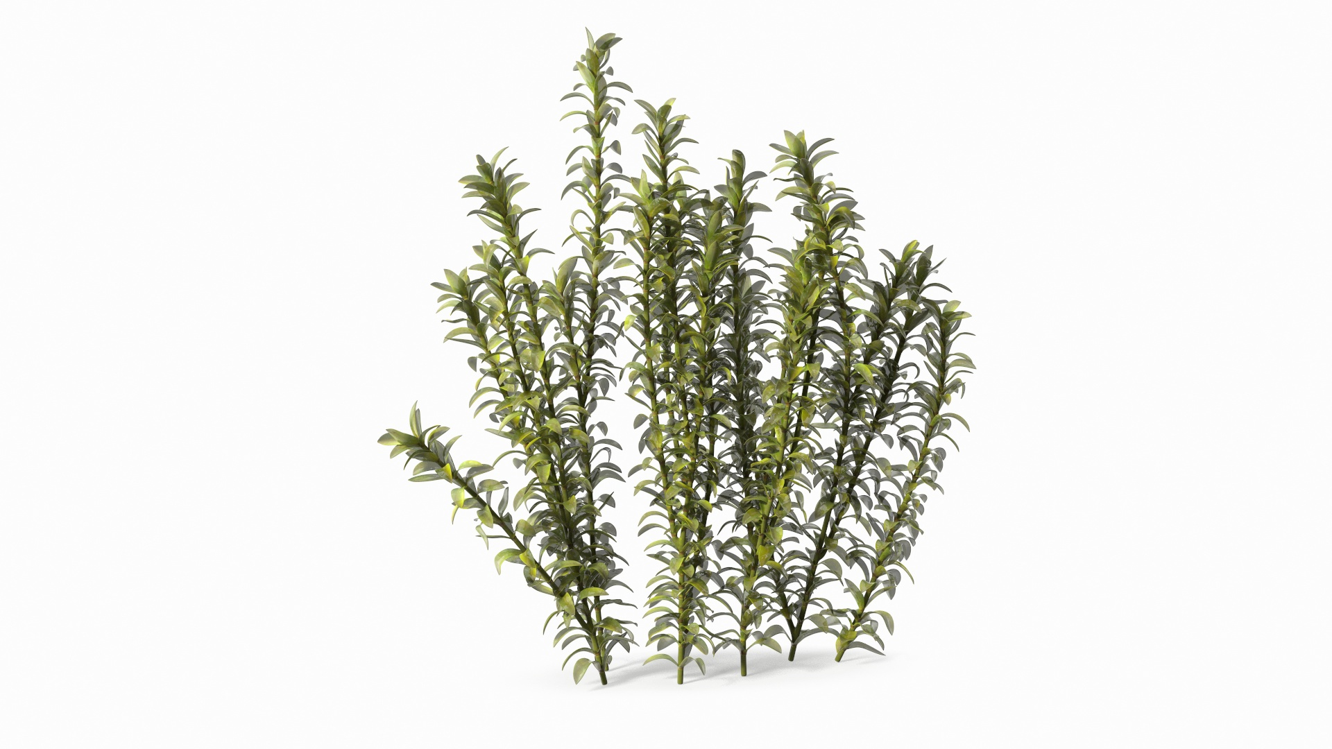 Plant For Fish Tank Oxygenation Elodea 3D - TurboSquid 2003946