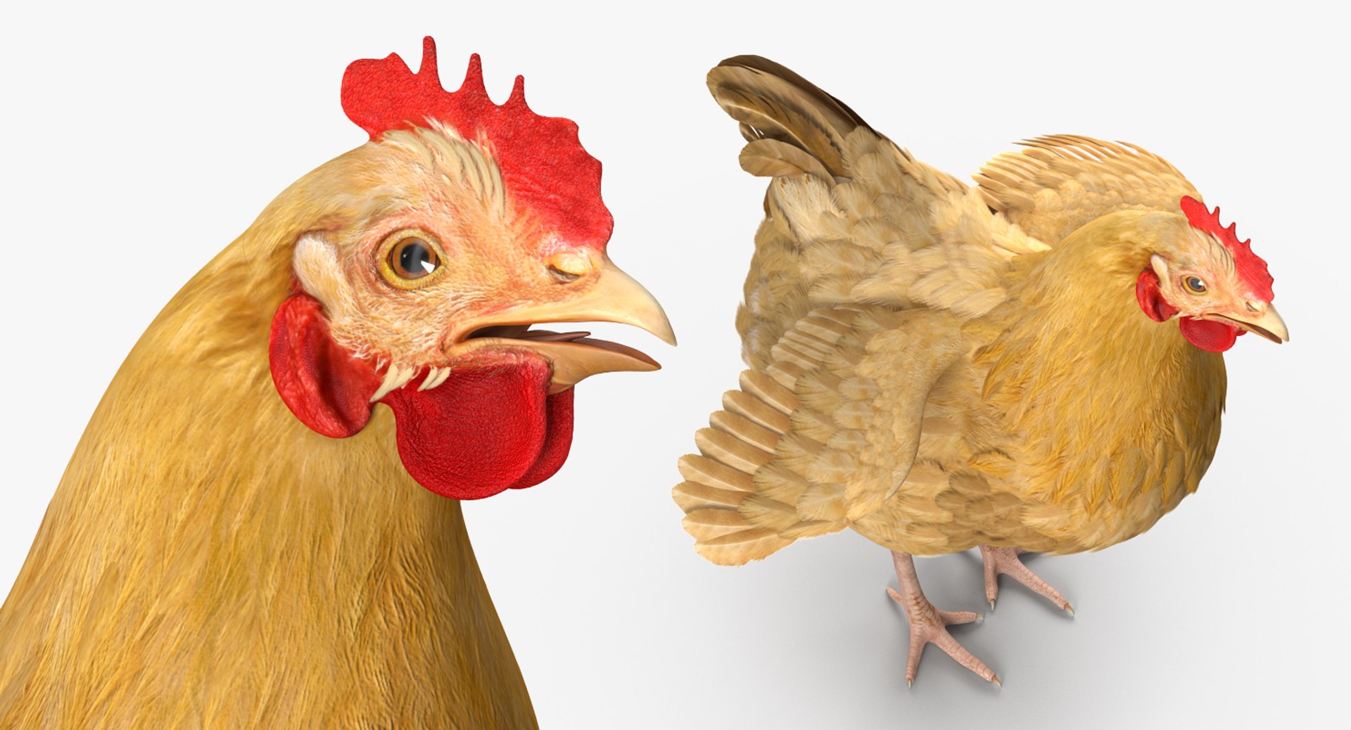 Chicken realistic 3D model - TurboSquid 1150605