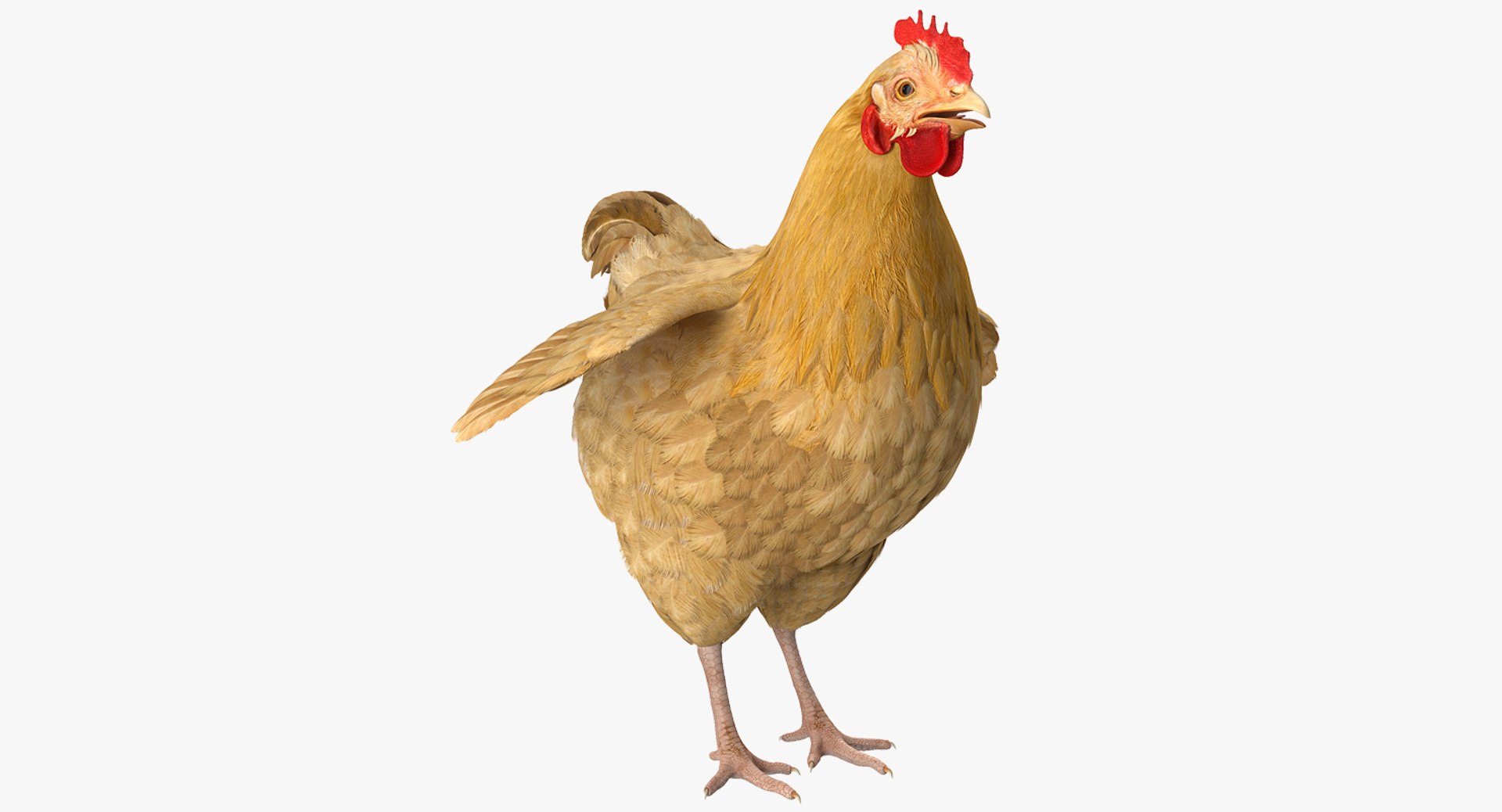 Chicken realistic 3D model - TurboSquid 1150605