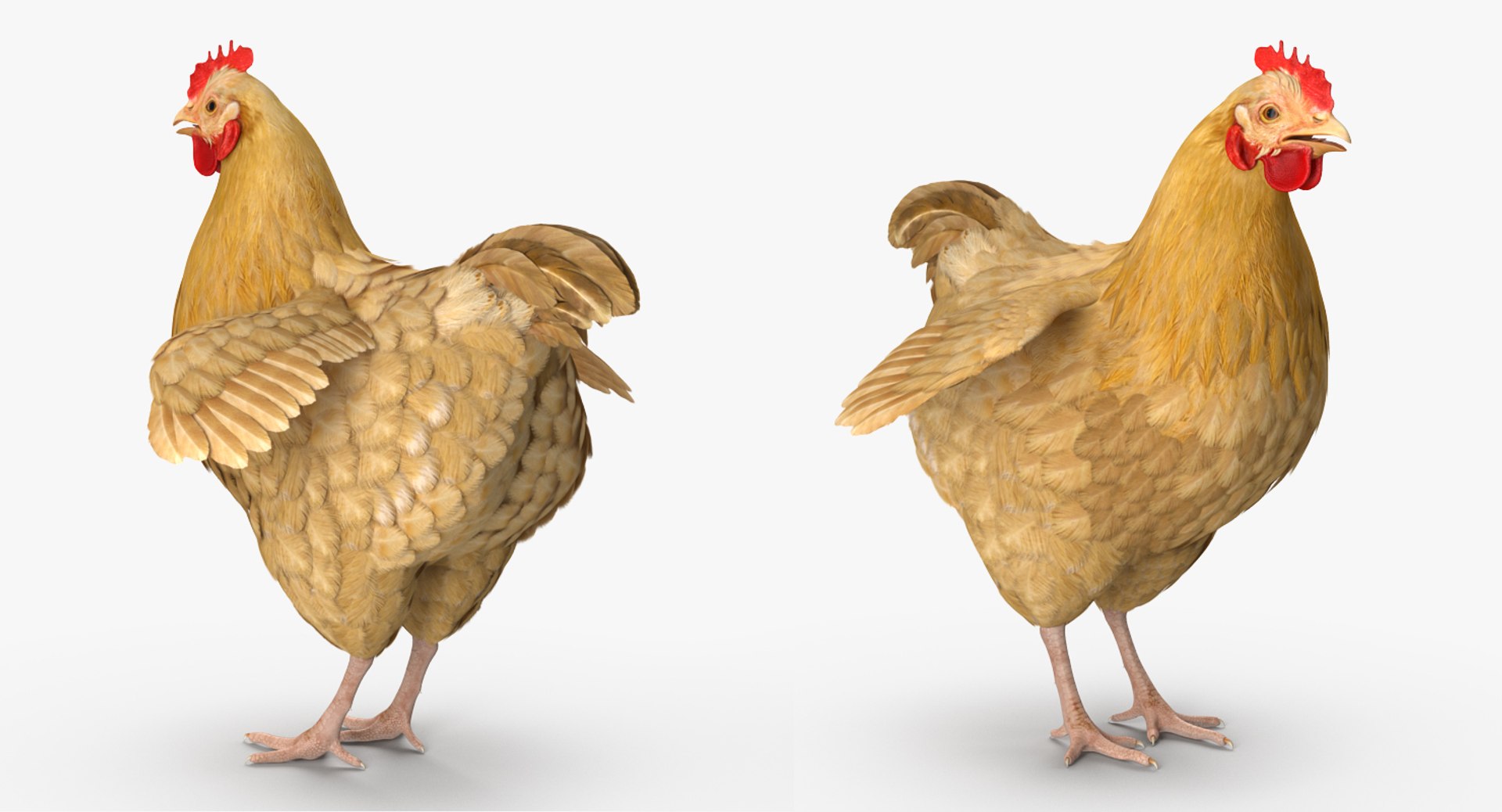 Chicken realistic 3D model - TurboSquid 1150605