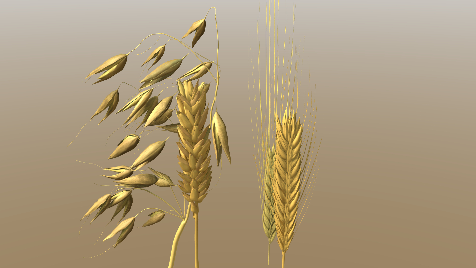Grains Wheat Oat 3D Model - TurboSquid 1453816