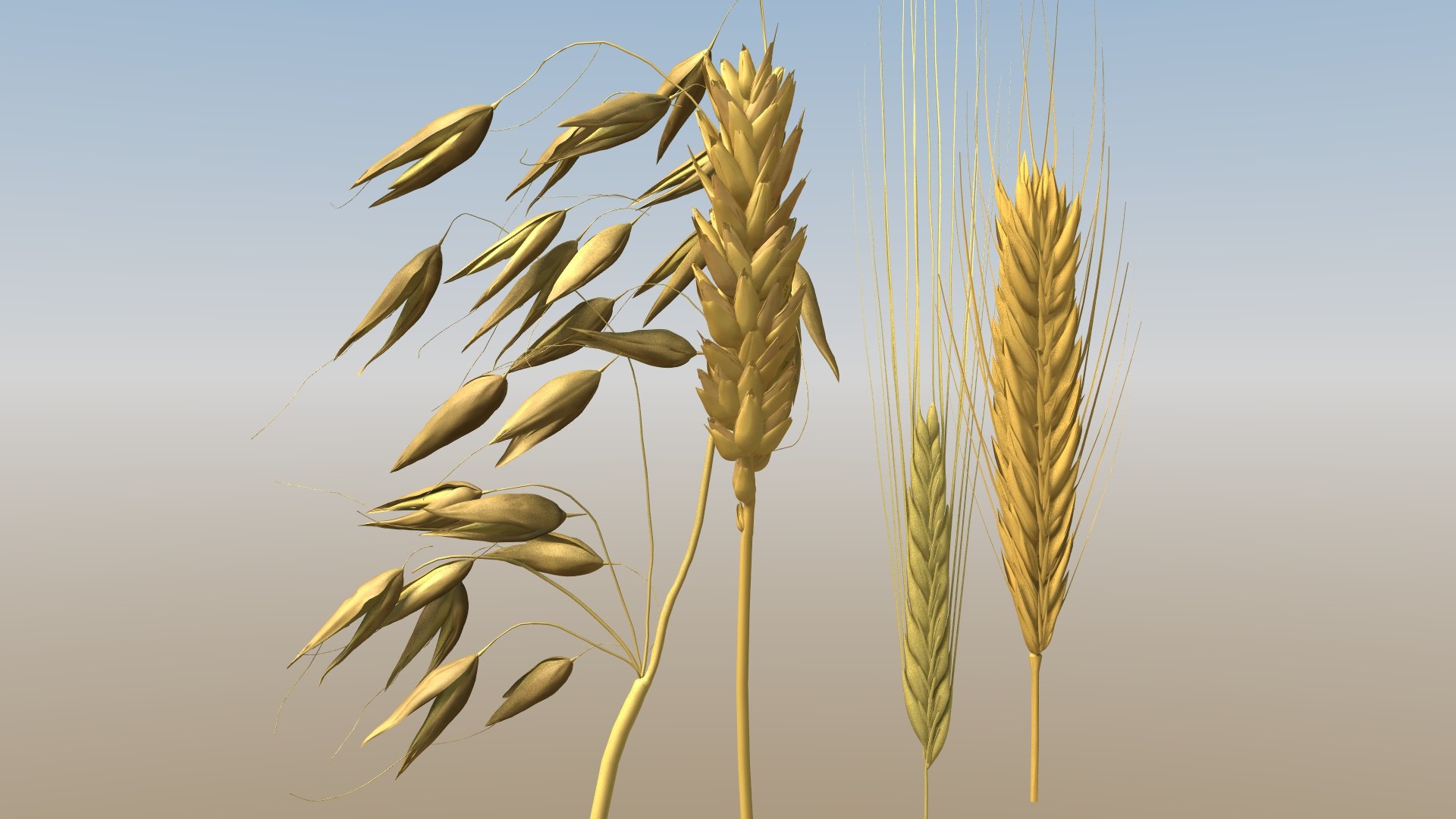 Grains Wheat Oat 3D Model - TurboSquid 1453816
