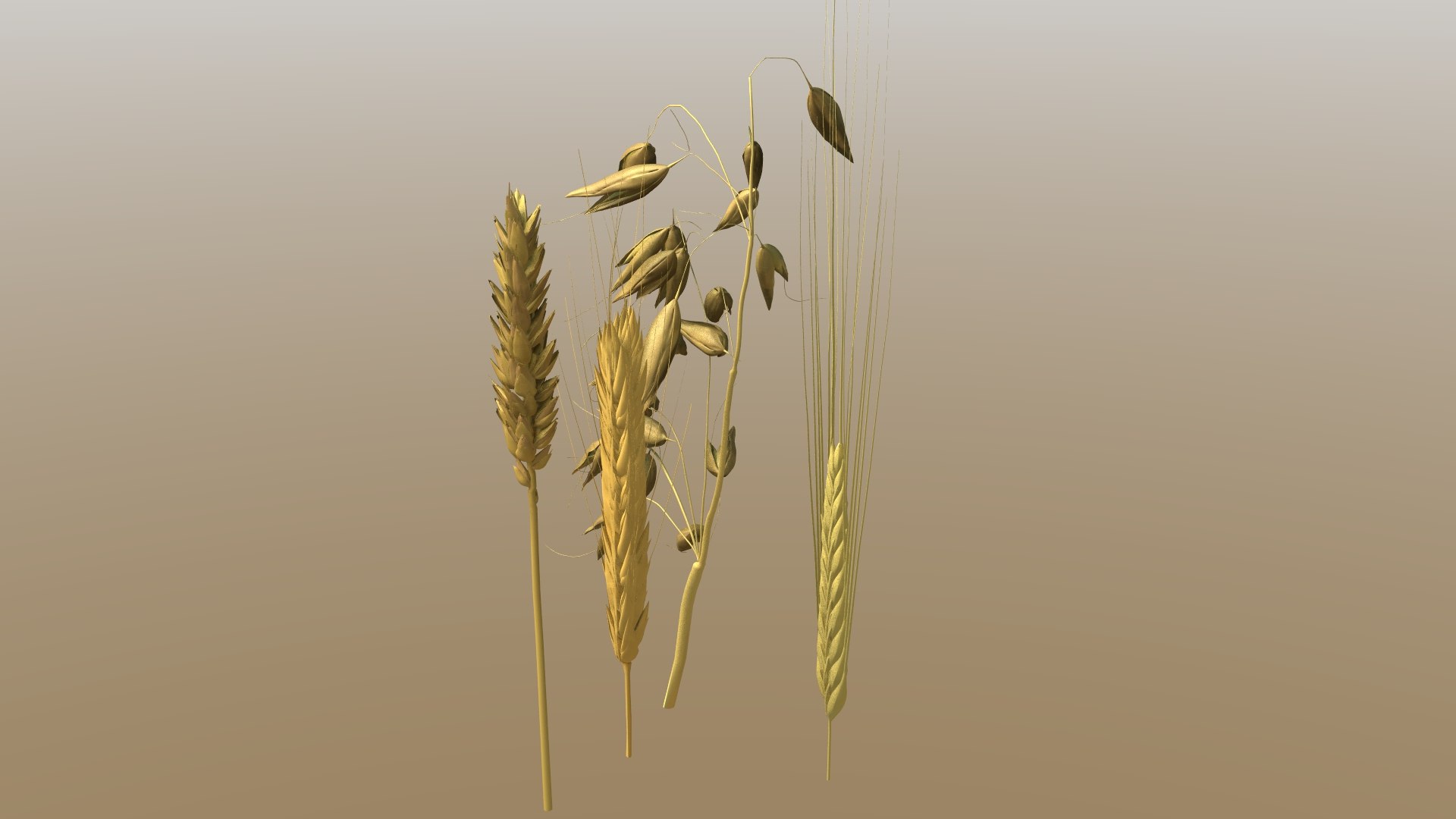 Grains Wheat Oat 3D Model - TurboSquid 1453816