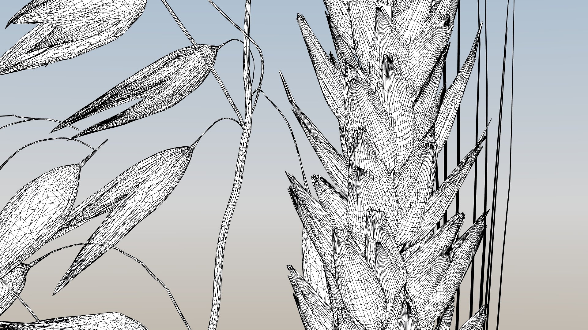 Grains Wheat Oat 3D Model - TurboSquid 1453816