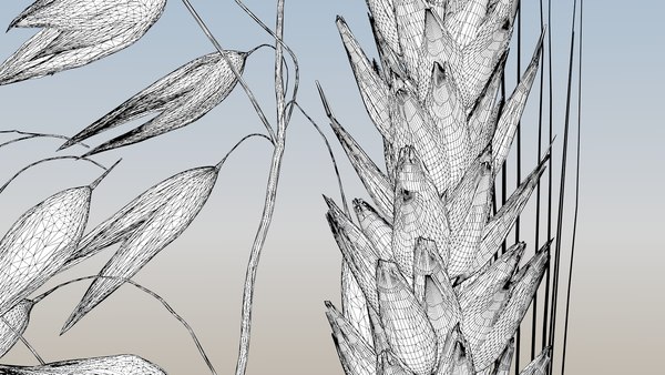 Grains wheat oat 3D model - TurboSquid 1453816