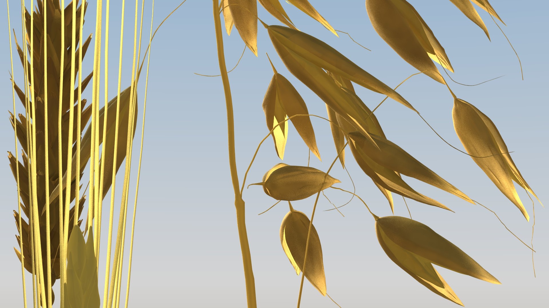 Grains Wheat Oat 3D Model - TurboSquid 1453816