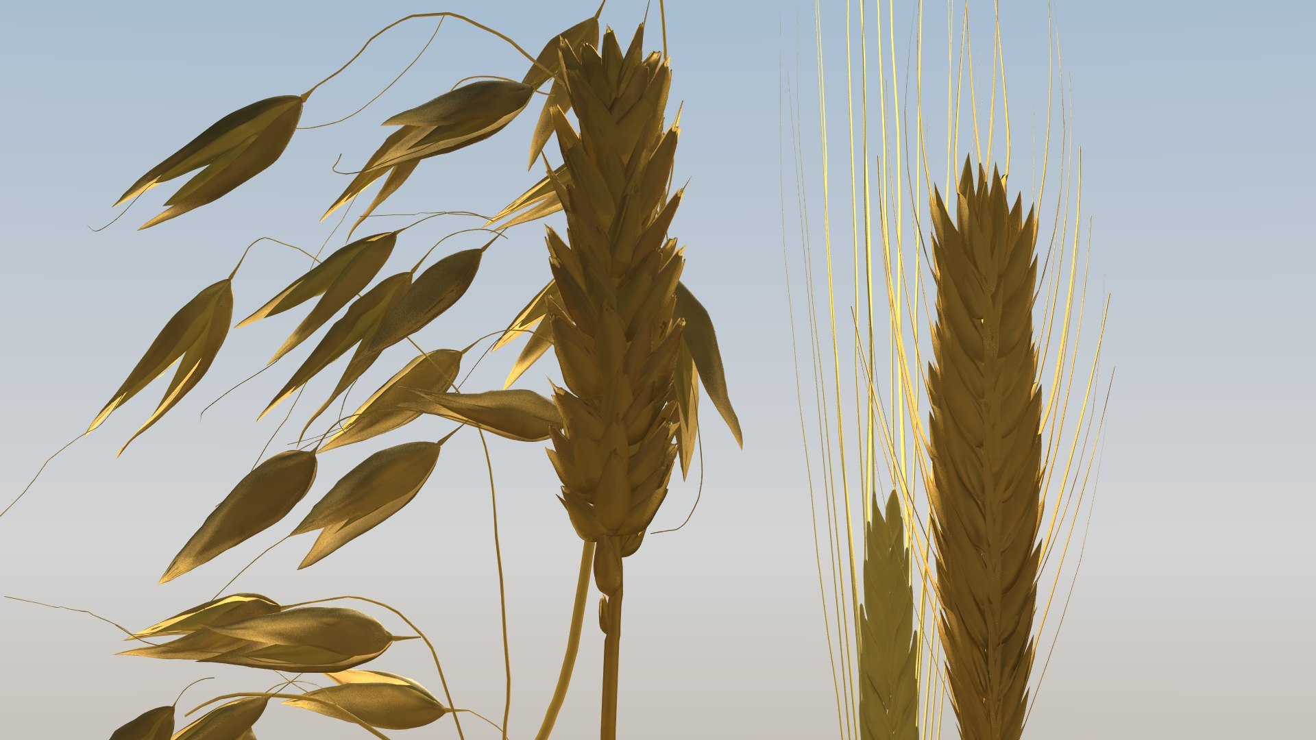 Grains Wheat Oat 3D Model - TurboSquid 1453816