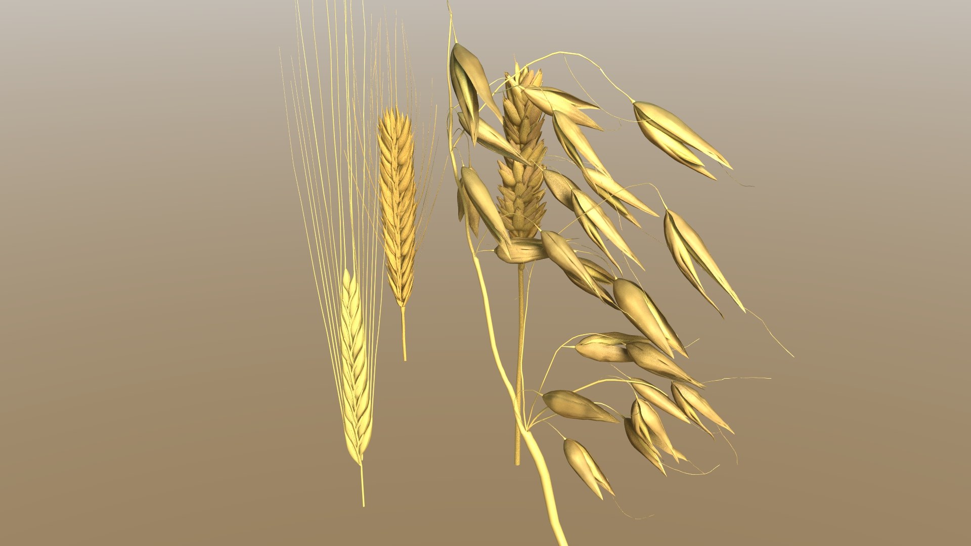 Grains Wheat Oat 3D Model - TurboSquid 1453816