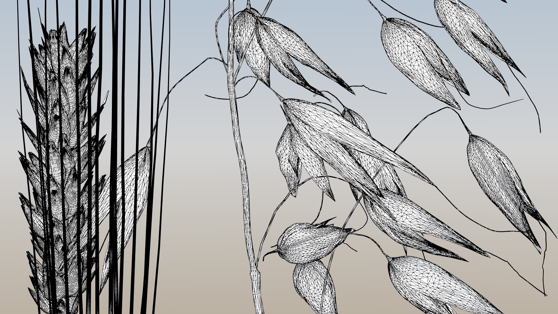 Grains Wheat Oat 3D Model - TurboSquid 1453816