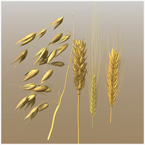 3D barley - TurboSquid 1249997