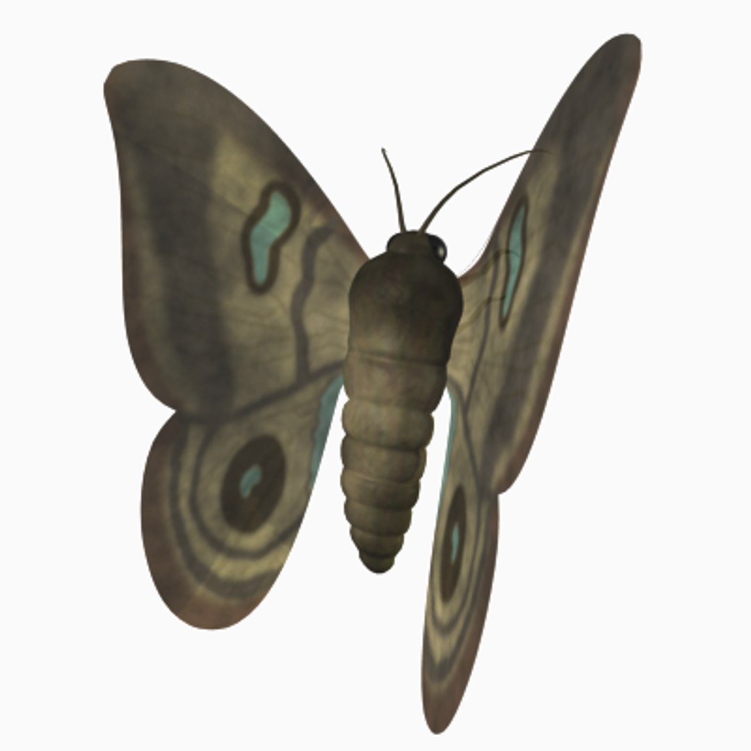 3d moth model