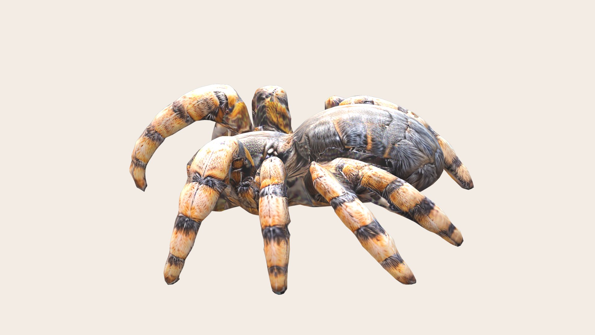3D Model Tarantula Spider - TurboSquid 2219650