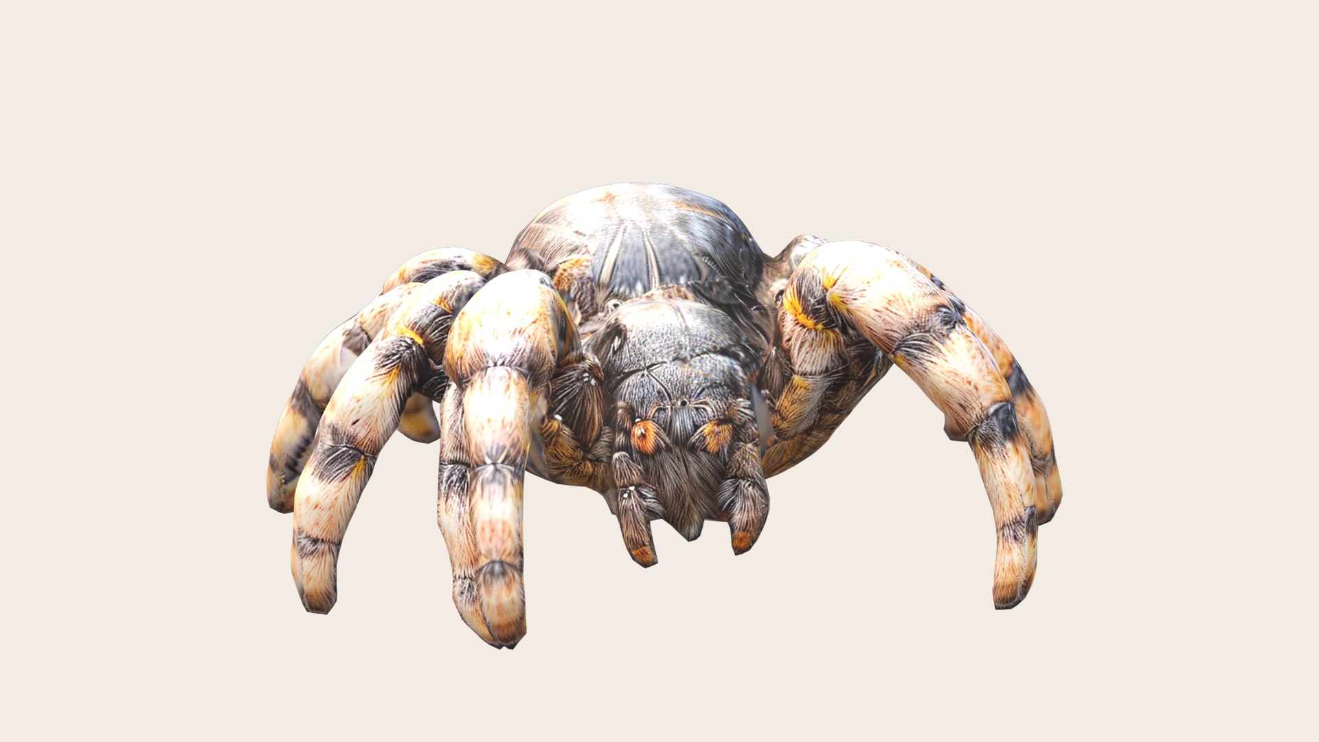 3D Model Tarantula Spider - TurboSquid 2219650