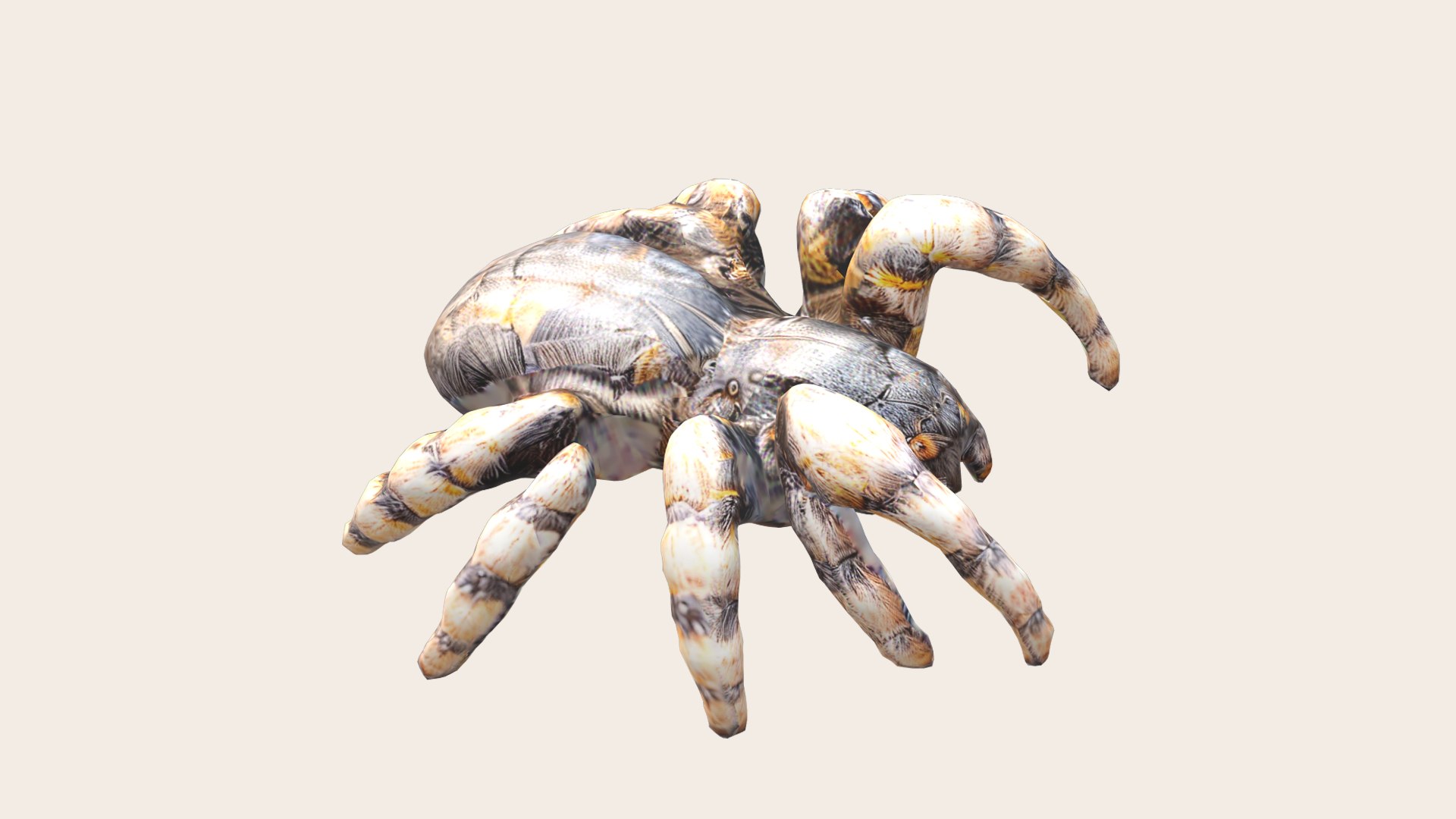 3D Model Tarantula Spider - TurboSquid 2219650