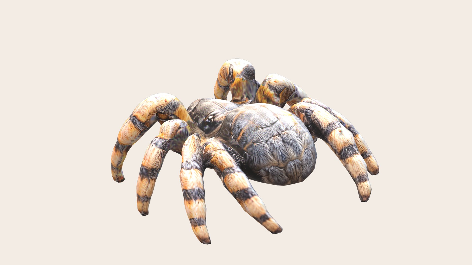 3D Model Tarantula Spider - TurboSquid 2219650