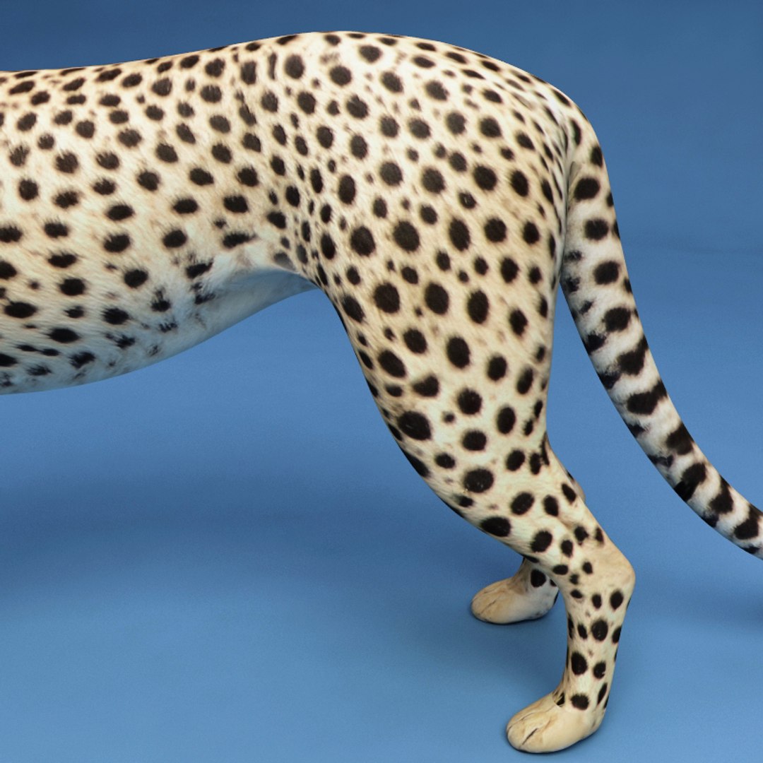 Maya Cheetah Modelled
