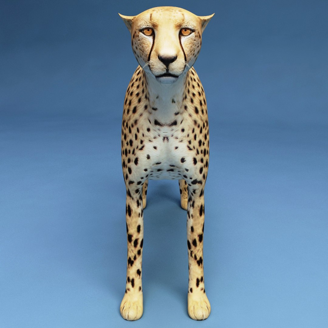 Maya Cheetah Modelled