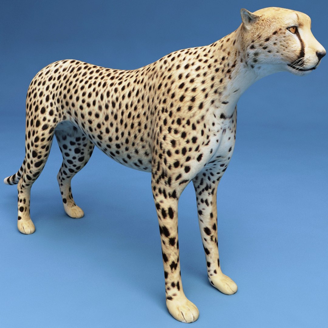 Maya Cheetah Modelled