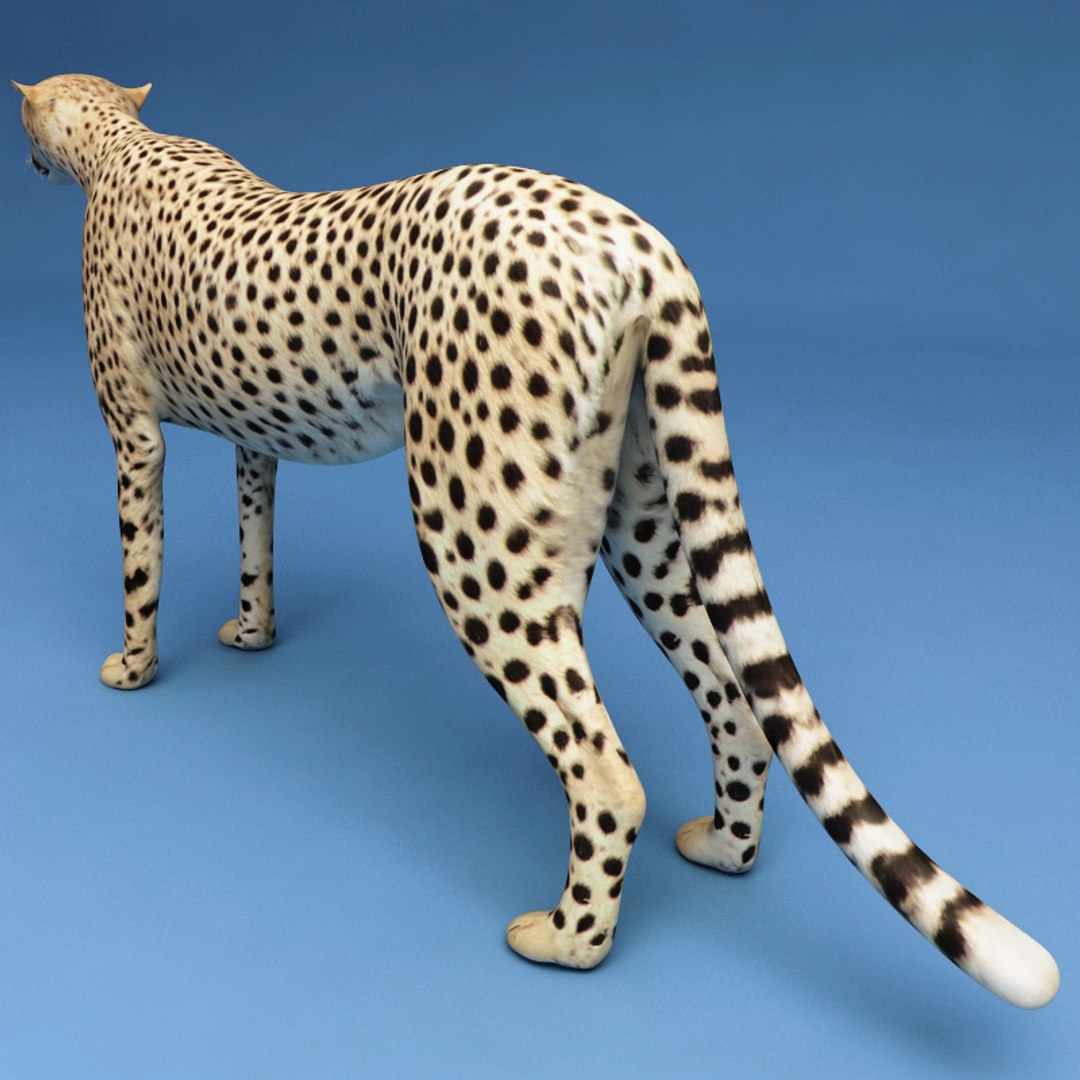 Maya Cheetah Modelled