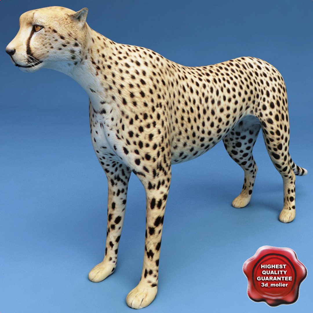 Maya Cheetah Modelled