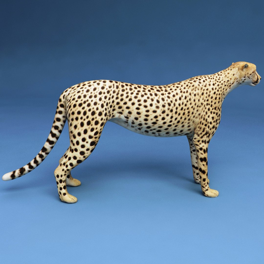 Maya Cheetah Modelled