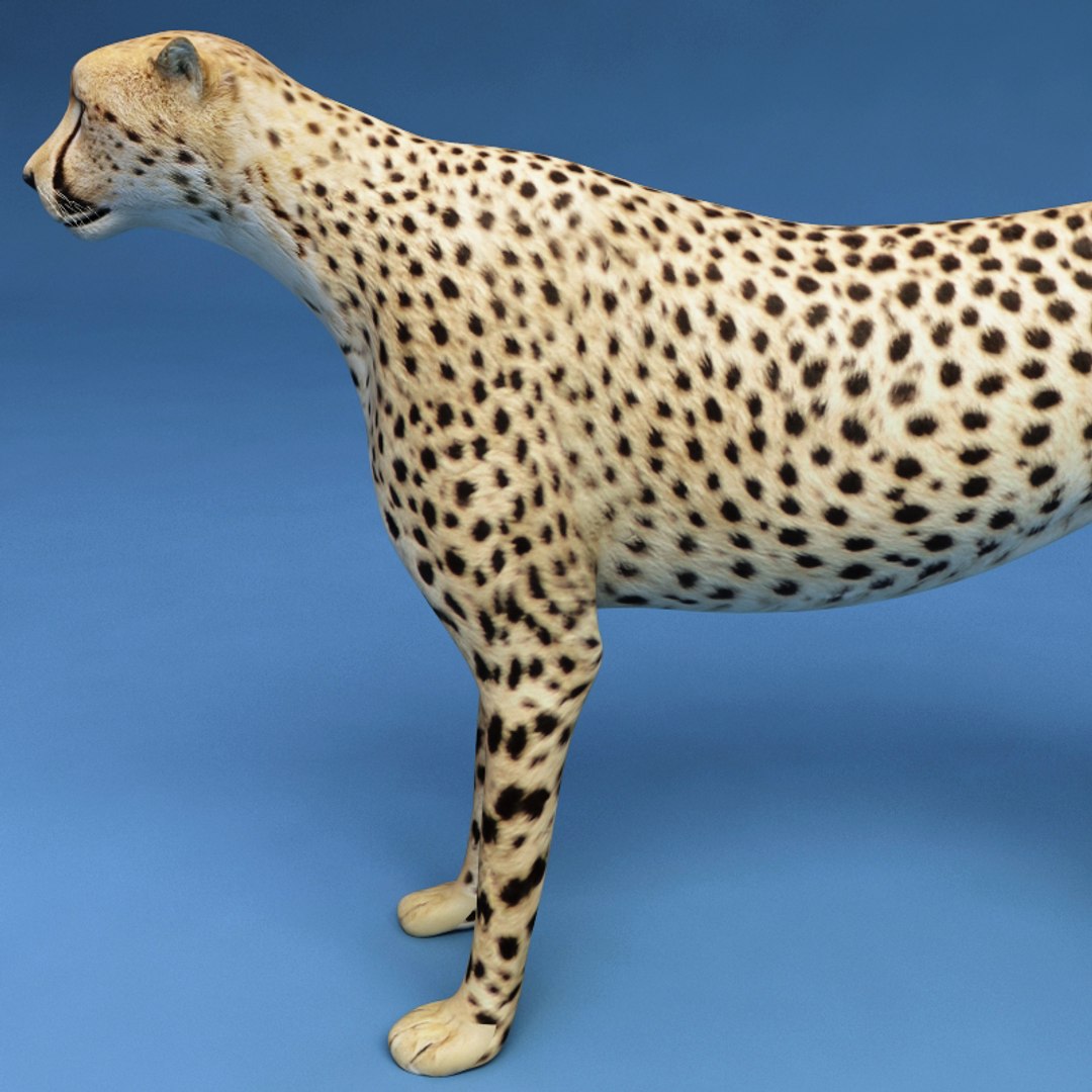 Maya Cheetah Modelled