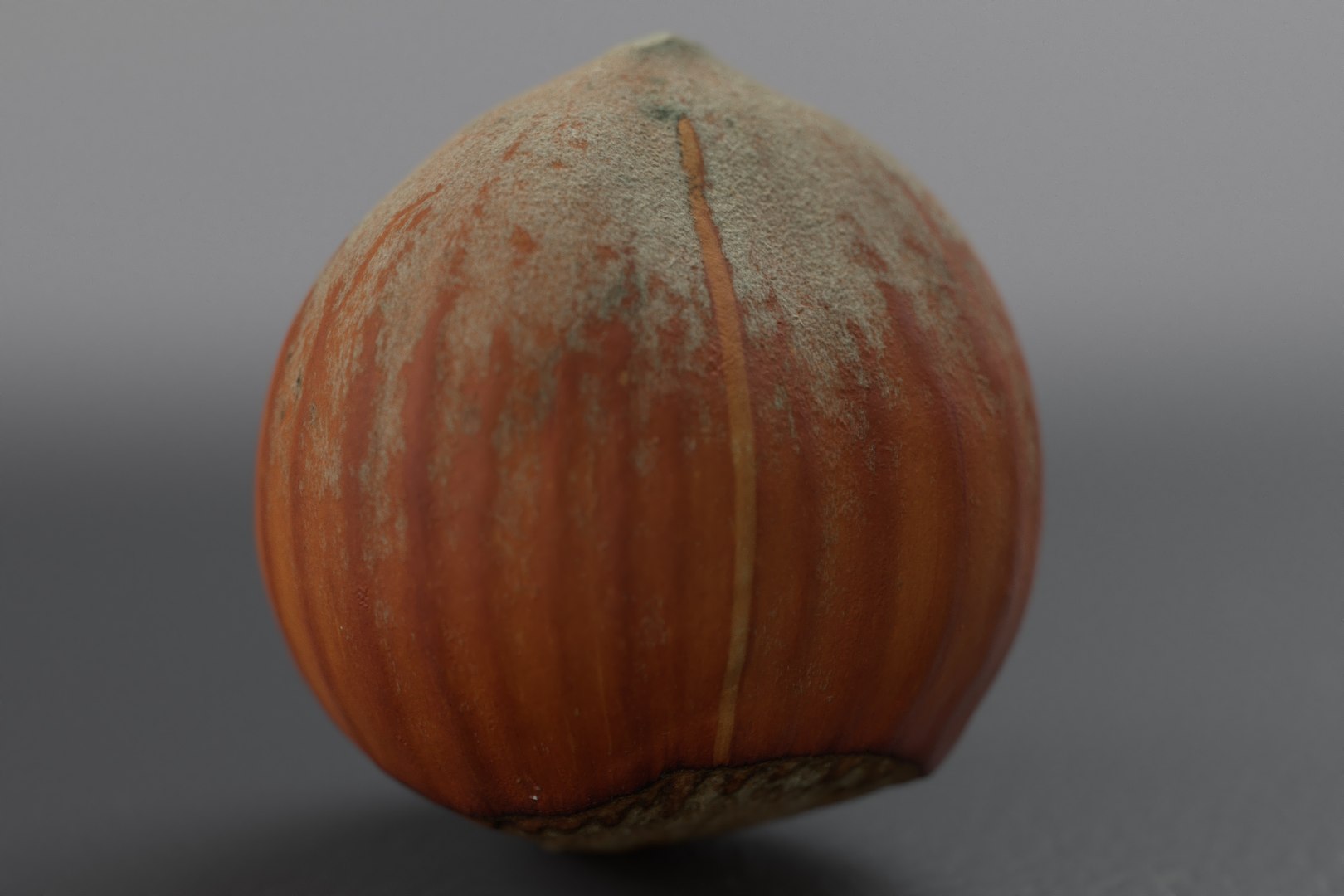 Hazelnuts Shell 3D Model - TurboSquid 1380871