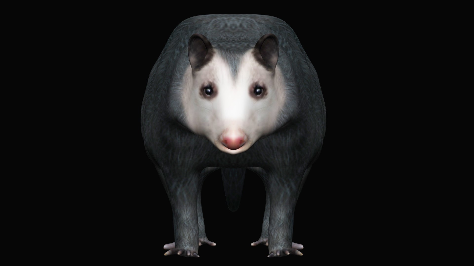 Fully Rigged Low Polygon Possum Opossum Model - TurboSquid 1724846
