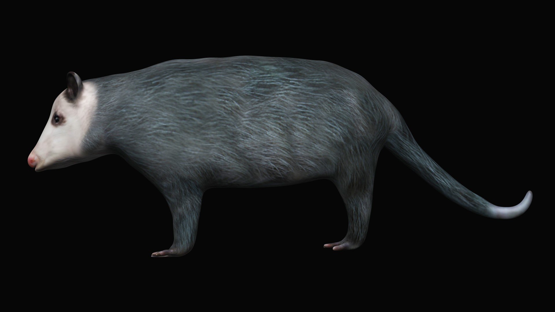 Fully Rigged Low Polygon Possum Opossum Model - TurboSquid 1724846