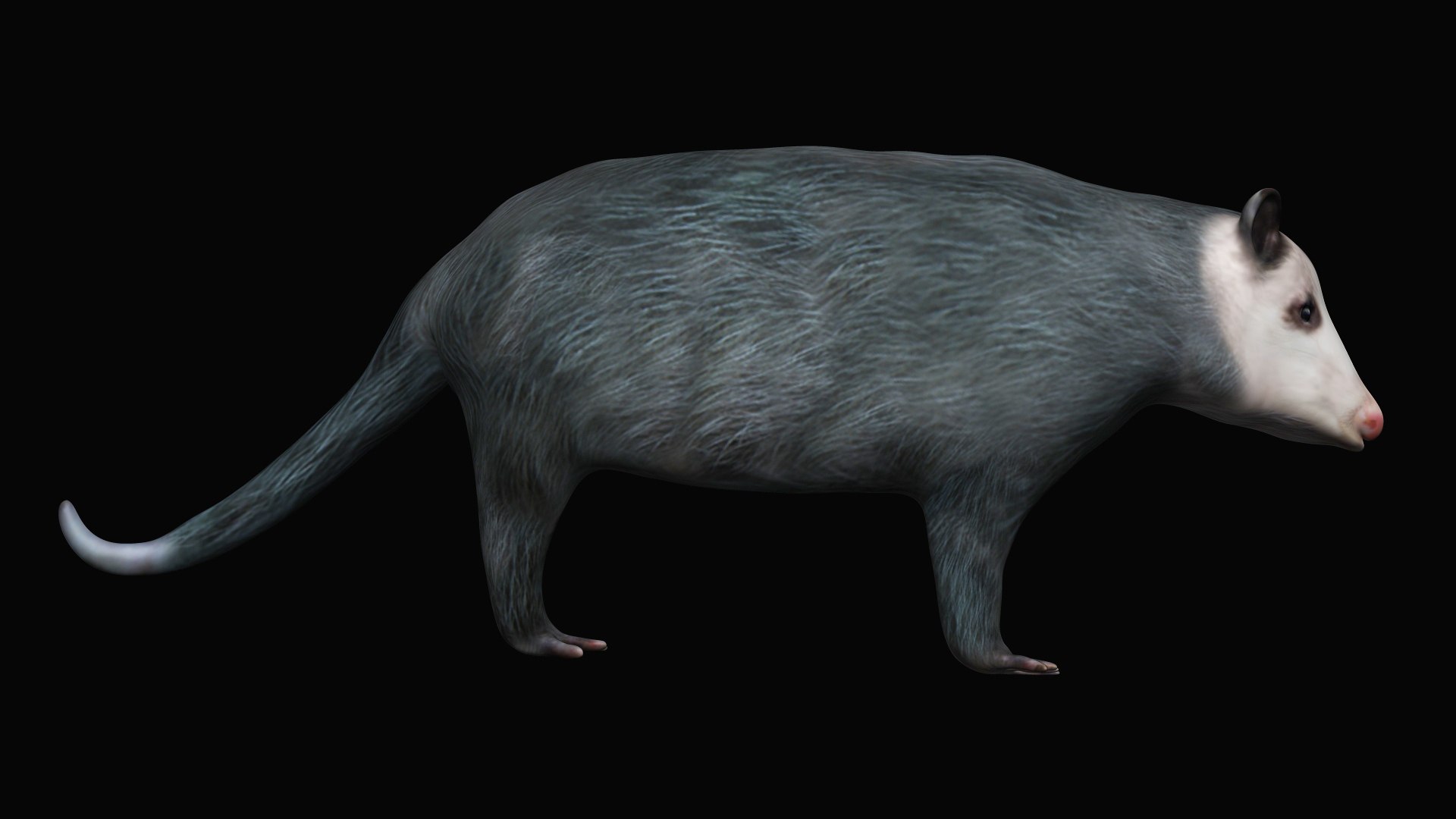 Fully Rigged Low Polygon Possum Opossum Model - TurboSquid 1724846