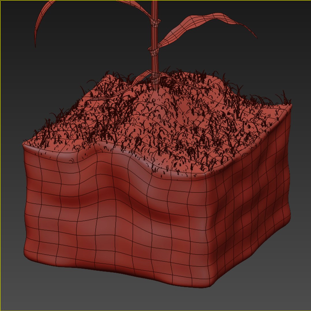 corn growth 3d model