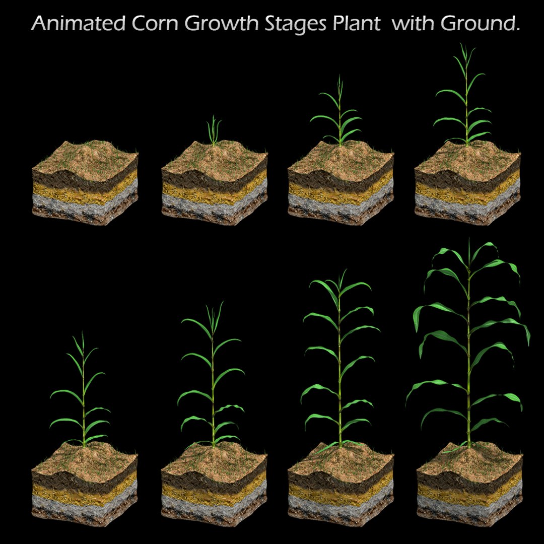 corn growth 3d model