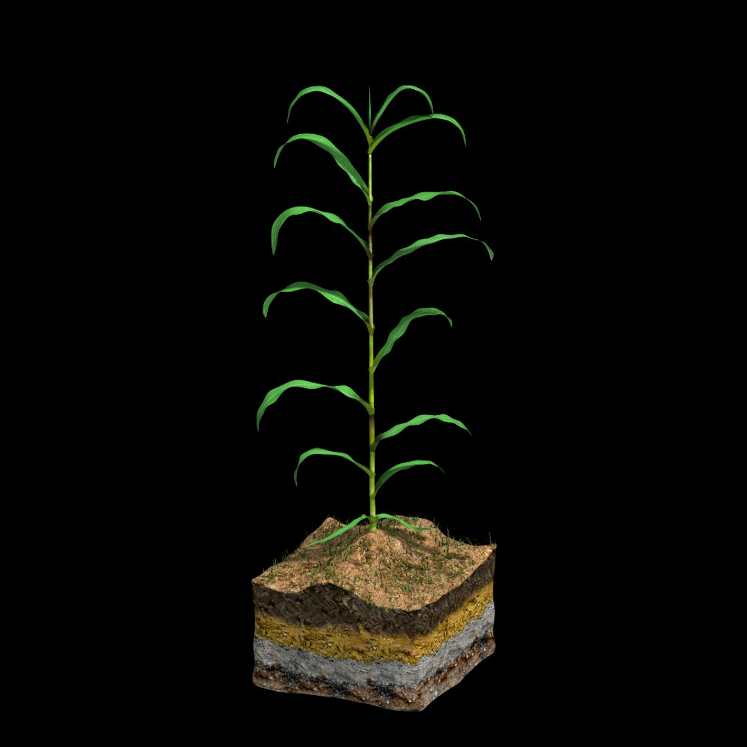 Corn Growth 3d Model