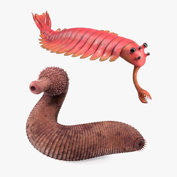 3D Cambrian Models | TurboSquid