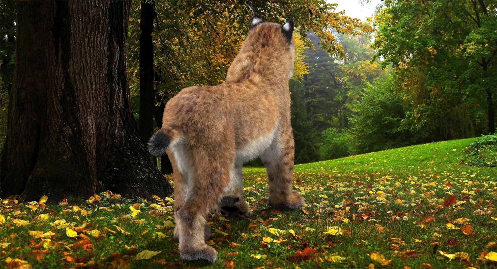 max eurasian lynx fur rigging animation