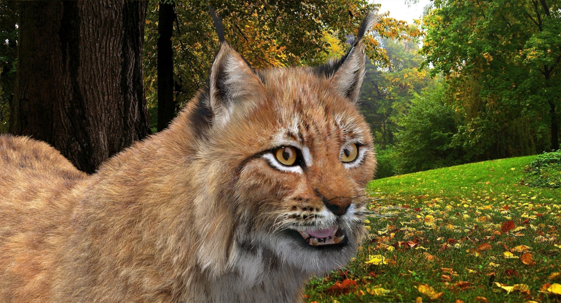 max eurasian lynx fur rigging animation