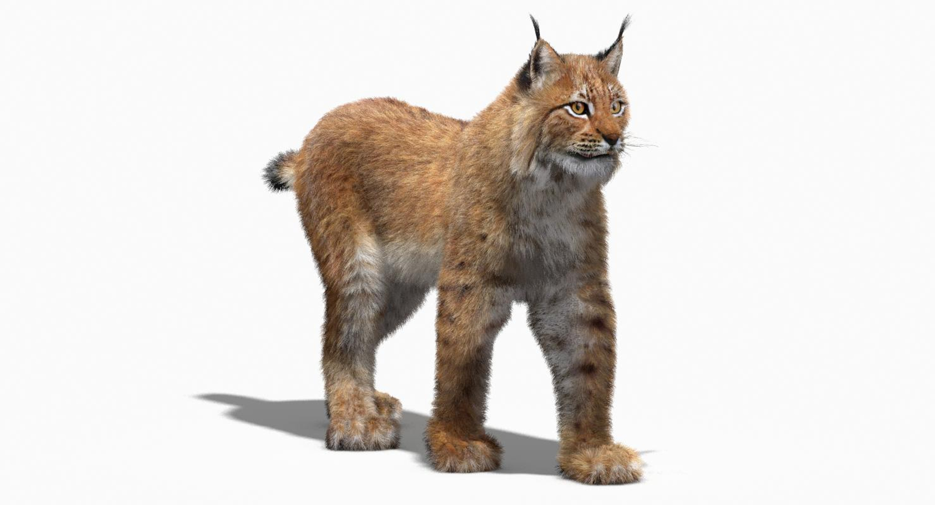 Max Eurasian Lynx Fur Rigging Animation