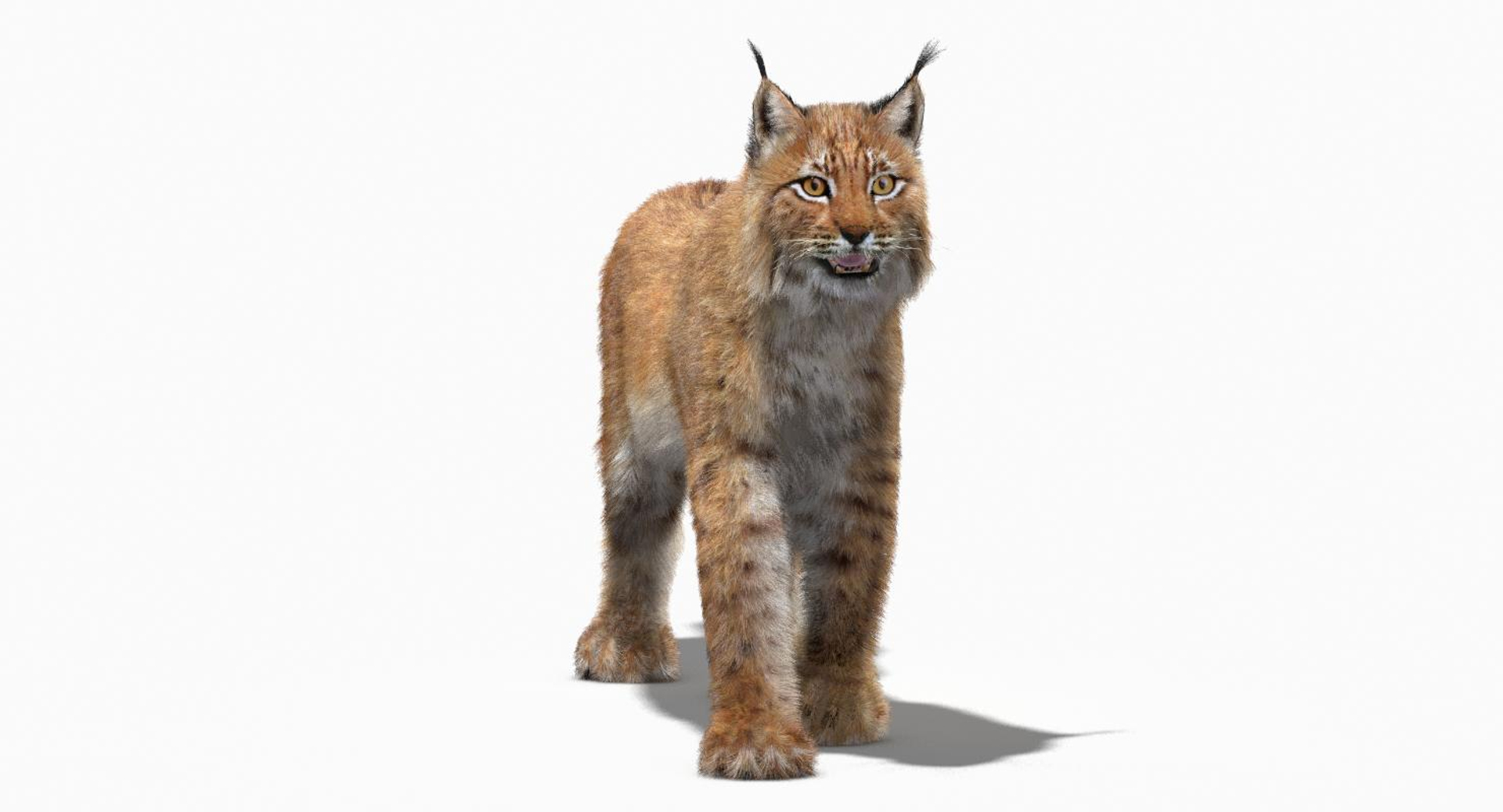 Max Eurasian Lynx Fur Rigging Animation