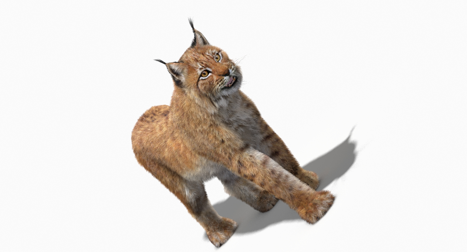 max eurasian lynx fur rigging animation