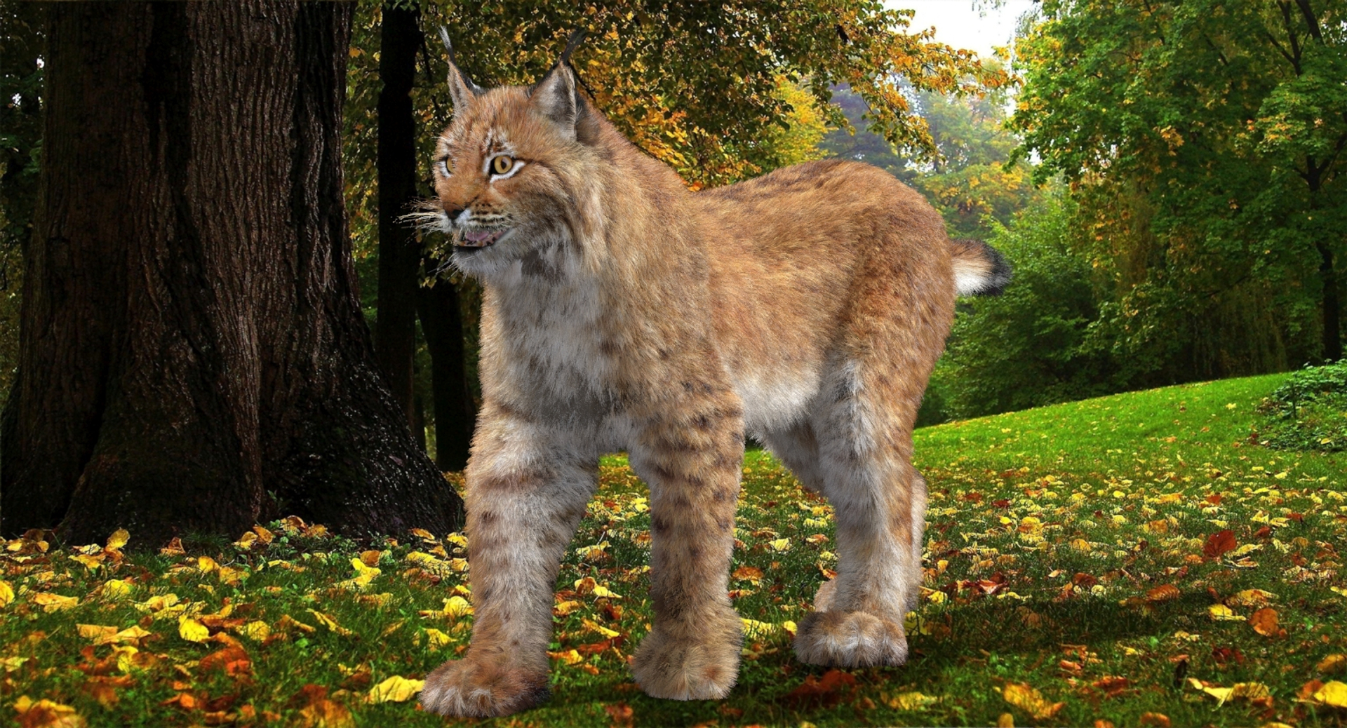max eurasian lynx fur rigging animation