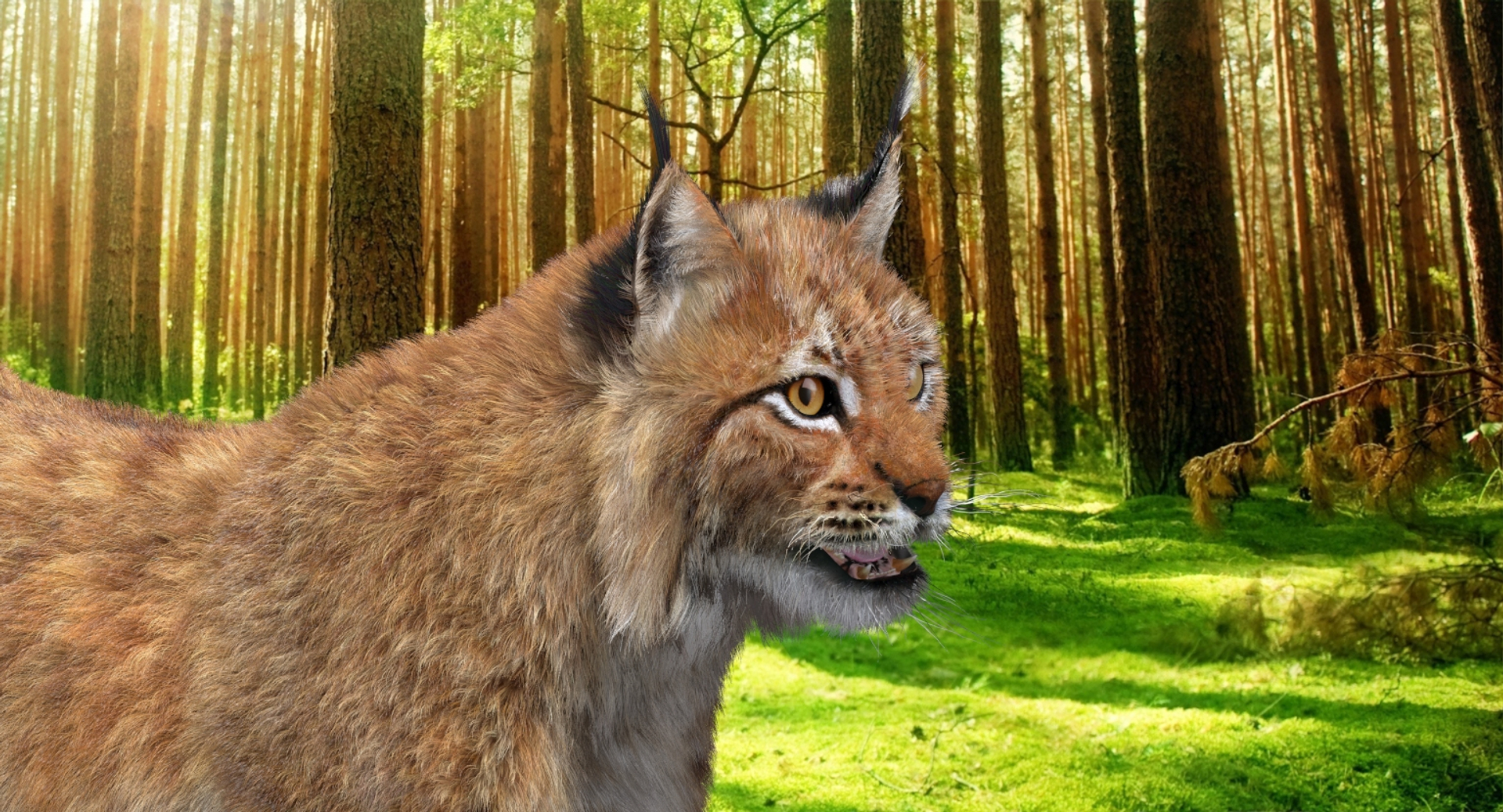 max eurasian lynx fur rigging animation