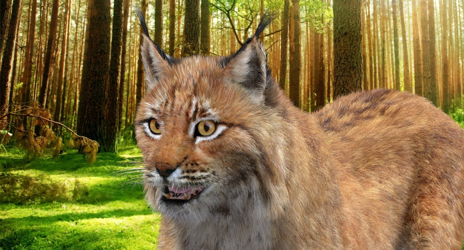max eurasian lynx fur rigging animation