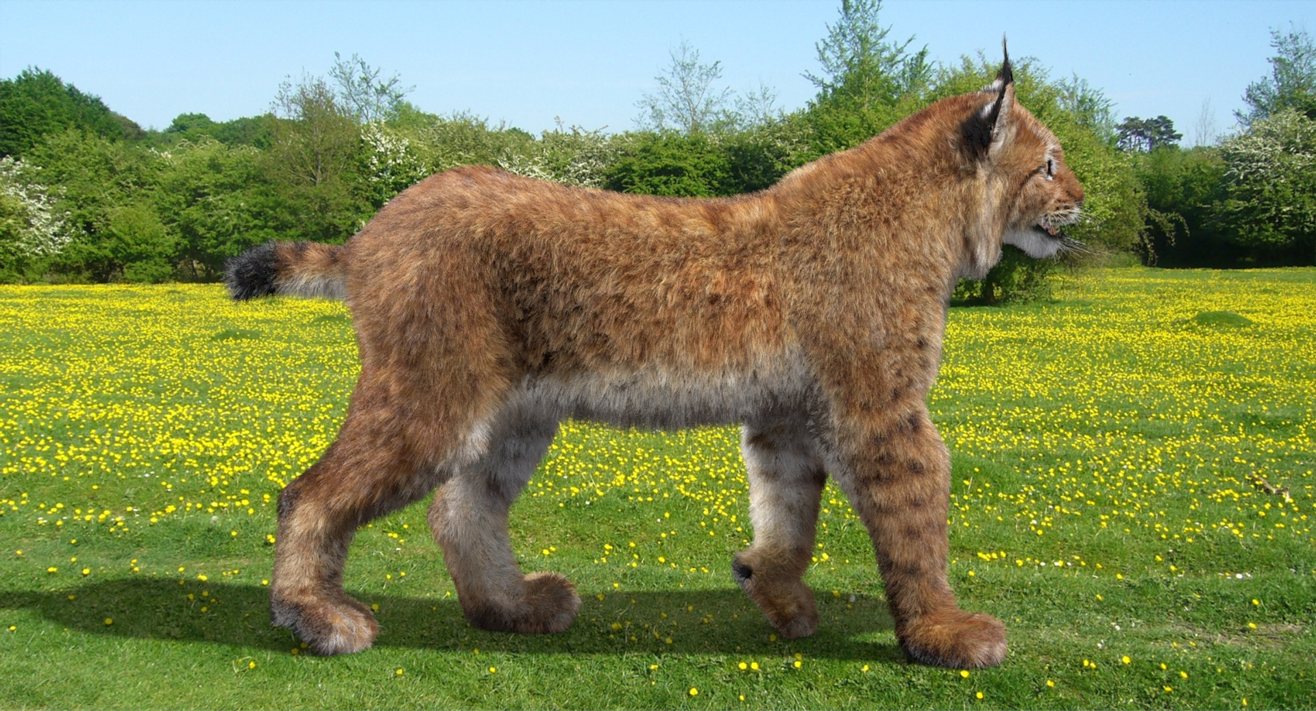 max eurasian lynx fur rigging animation