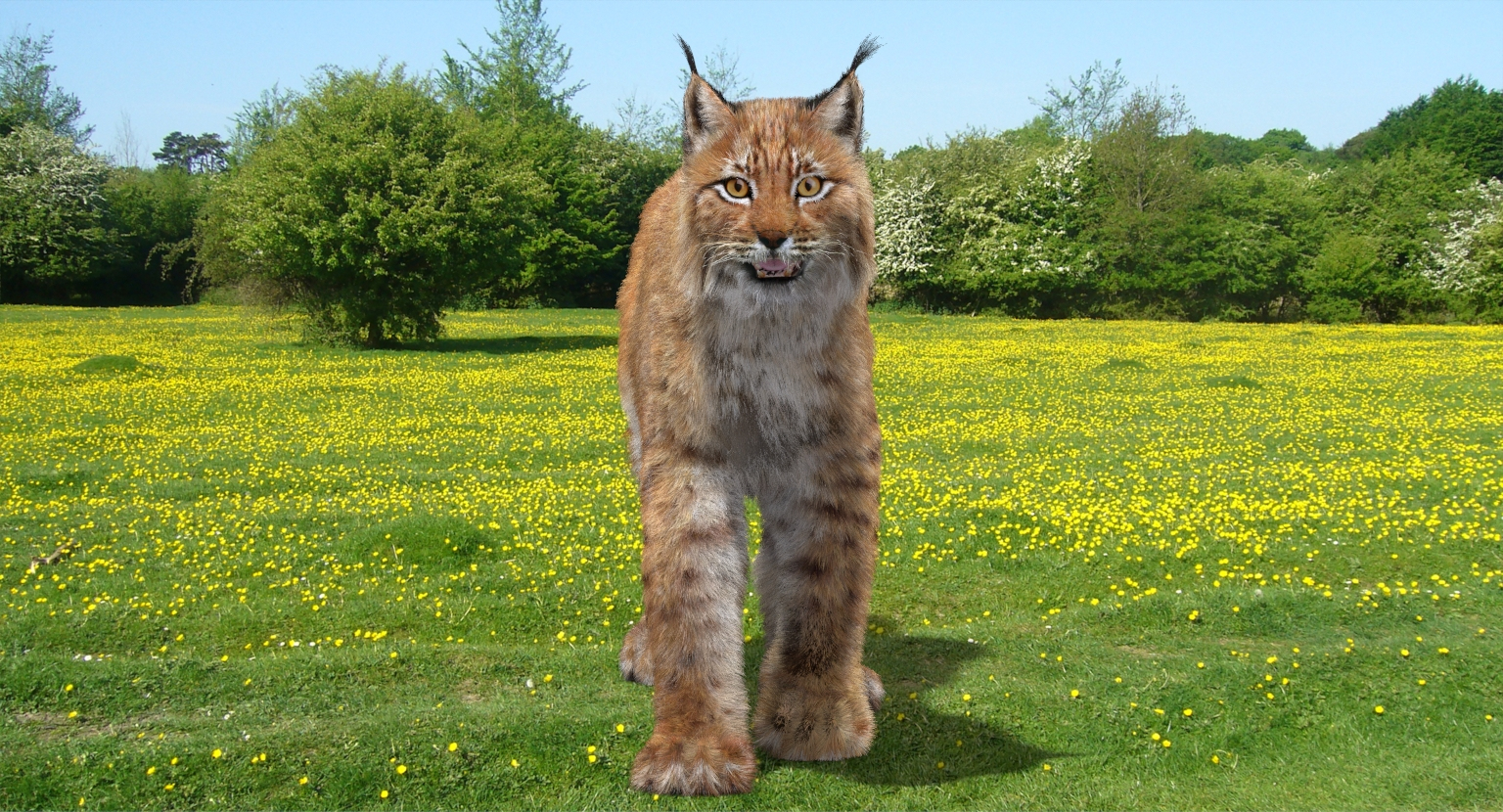 max eurasian lynx fur rigging animation