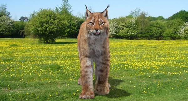 max eurasian lynx fur rigging animation