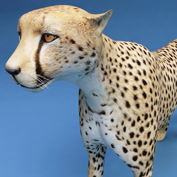 african animals v1 lwo