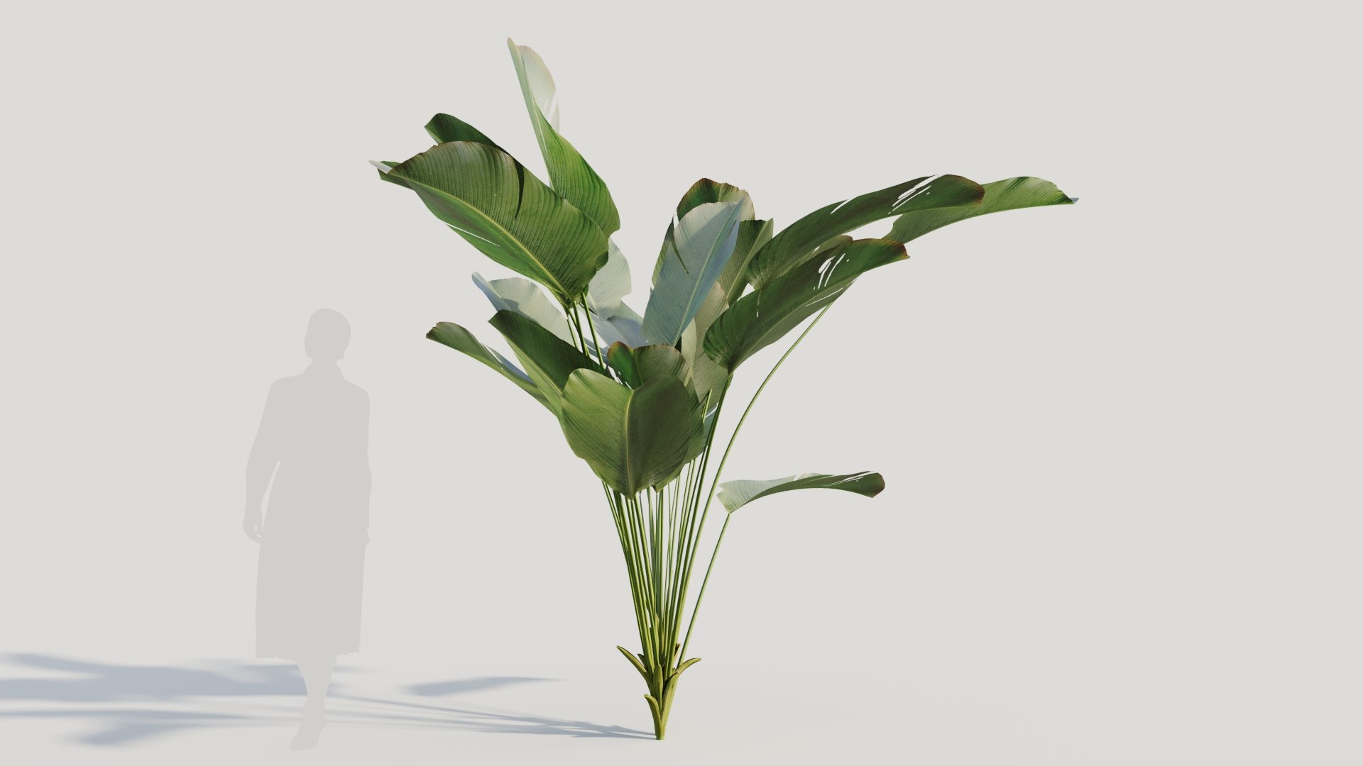3D Calathea Lutea A - TurboSquid 2178261