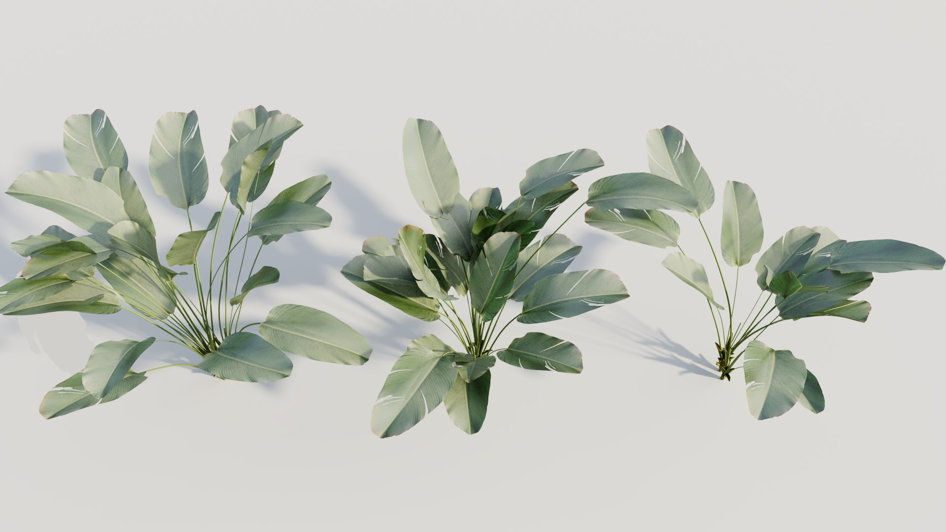 3D Calathea Lutea A - TurboSquid 2178261