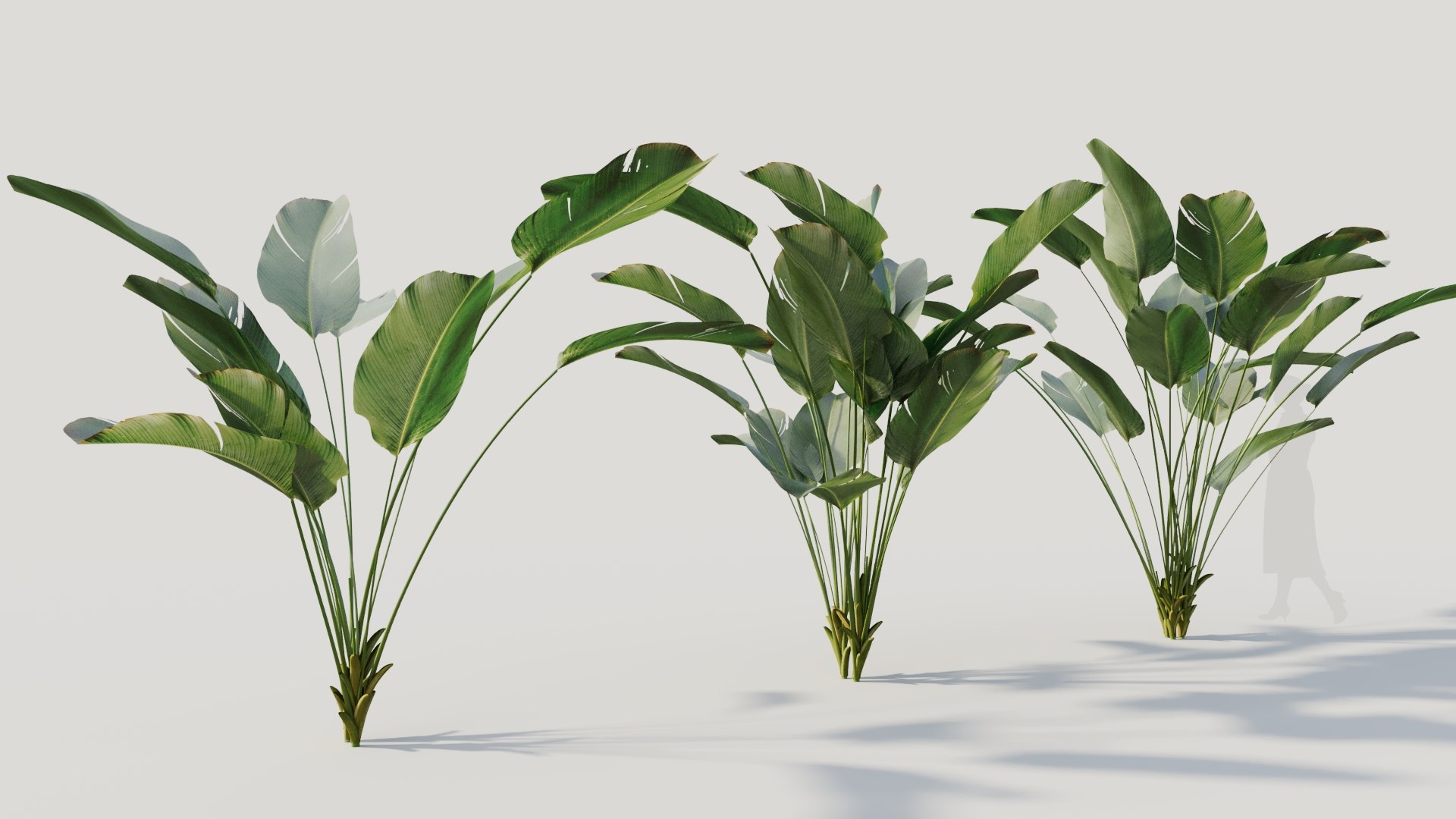 3D Calathea Lutea A - TurboSquid 2178261